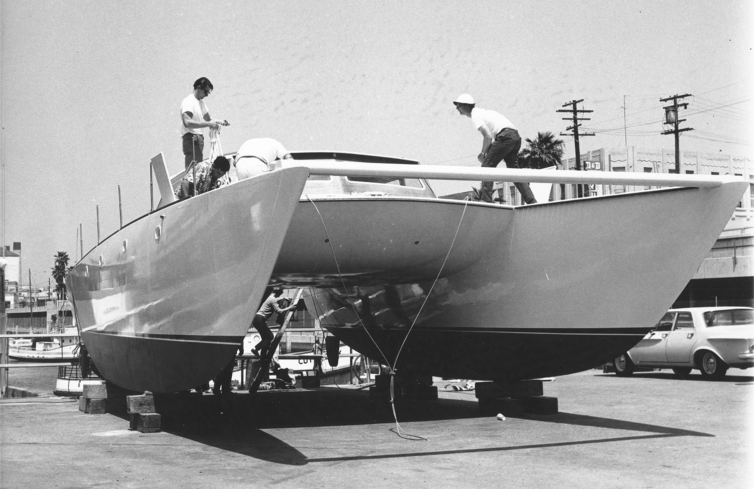 World Cat | Choydesign